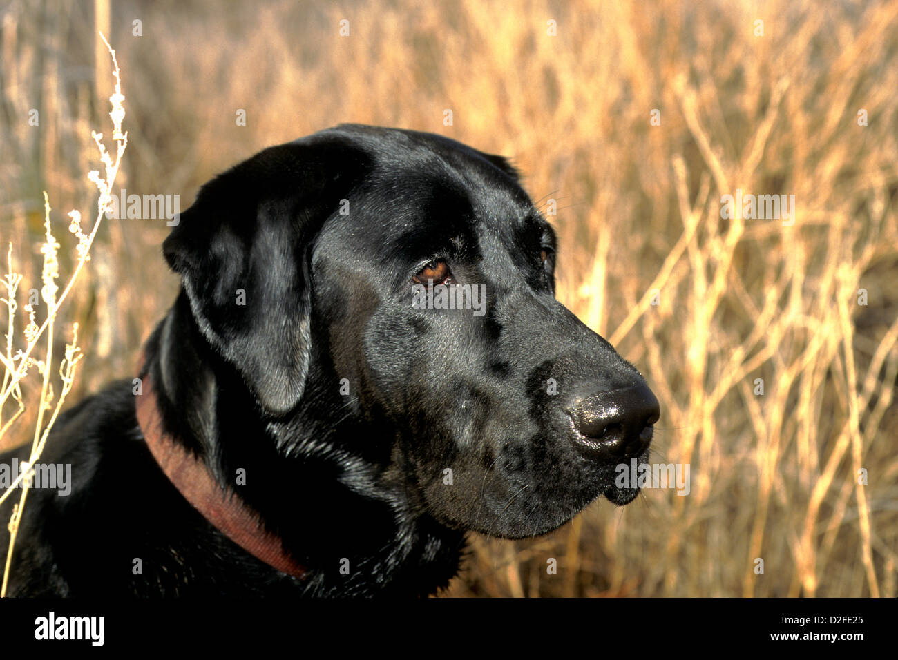 Black Labrador retriever portrait Stock Photo - Alamy