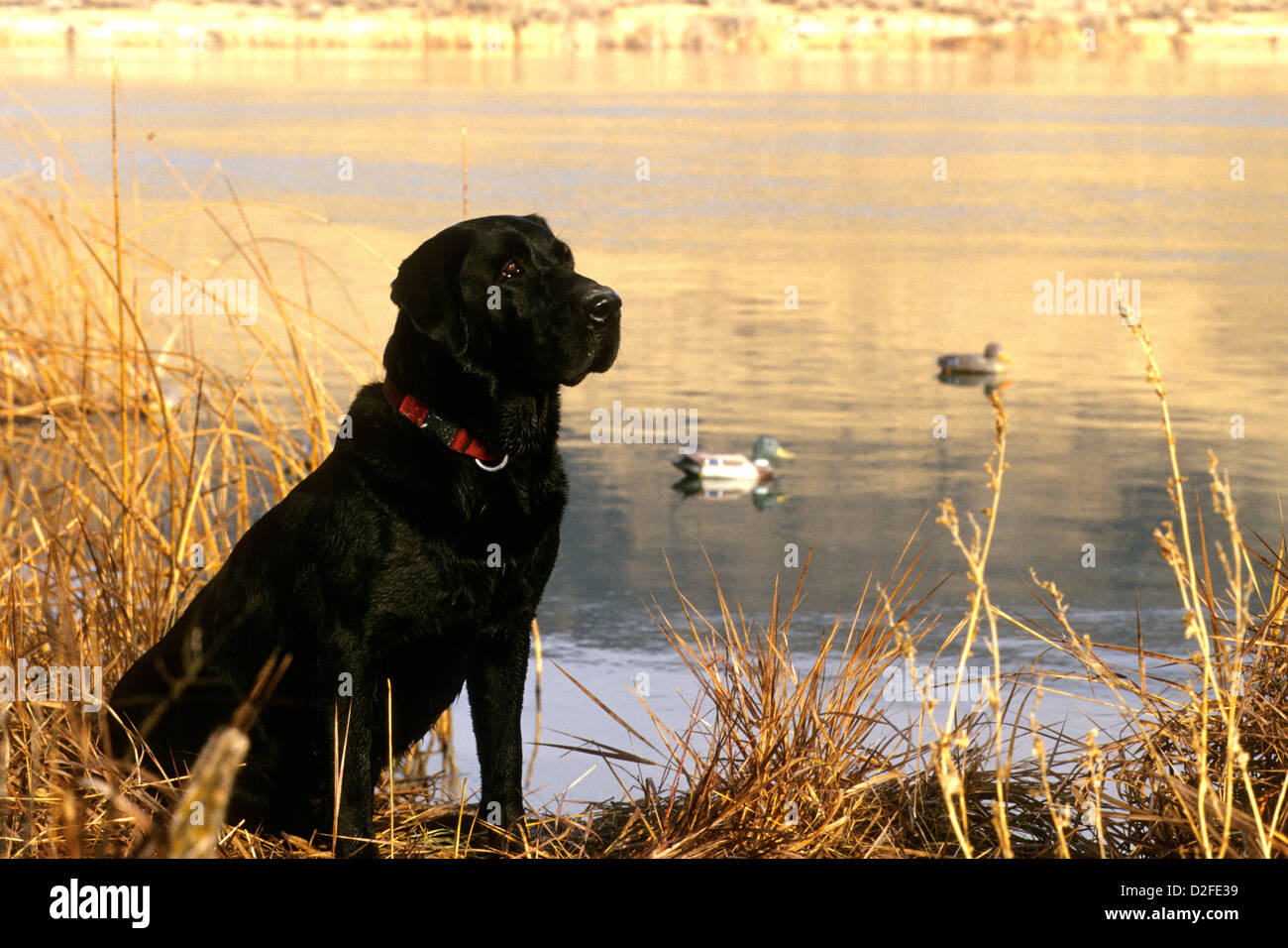 Black Labrador retriever waiting by duck decoys Stock Photo - Alamy