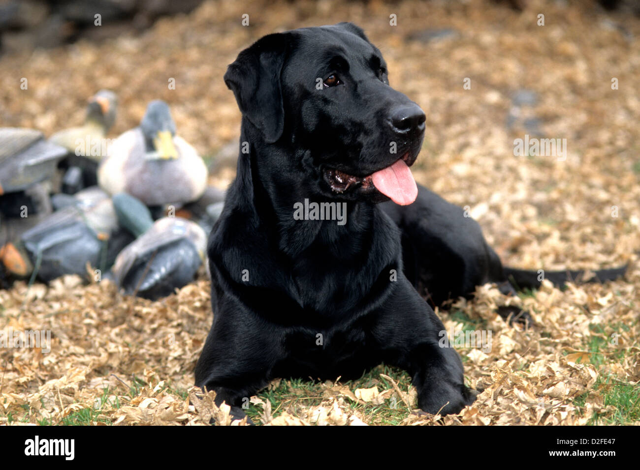 black Labrador retriever with duck decoys Stock Photo - Alamy