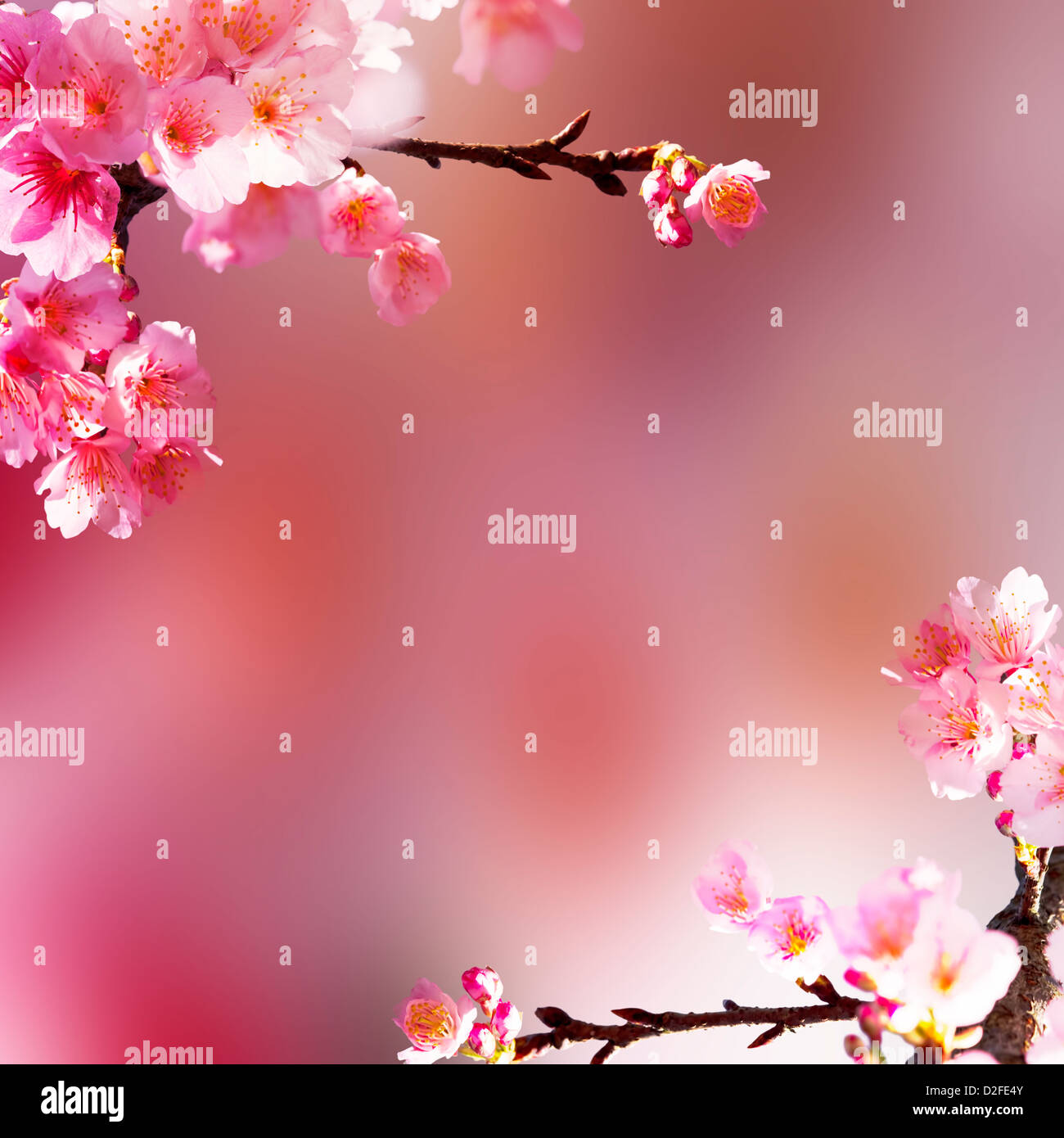 Sakura with nice background for adv or others purpose use Stock Photo ...