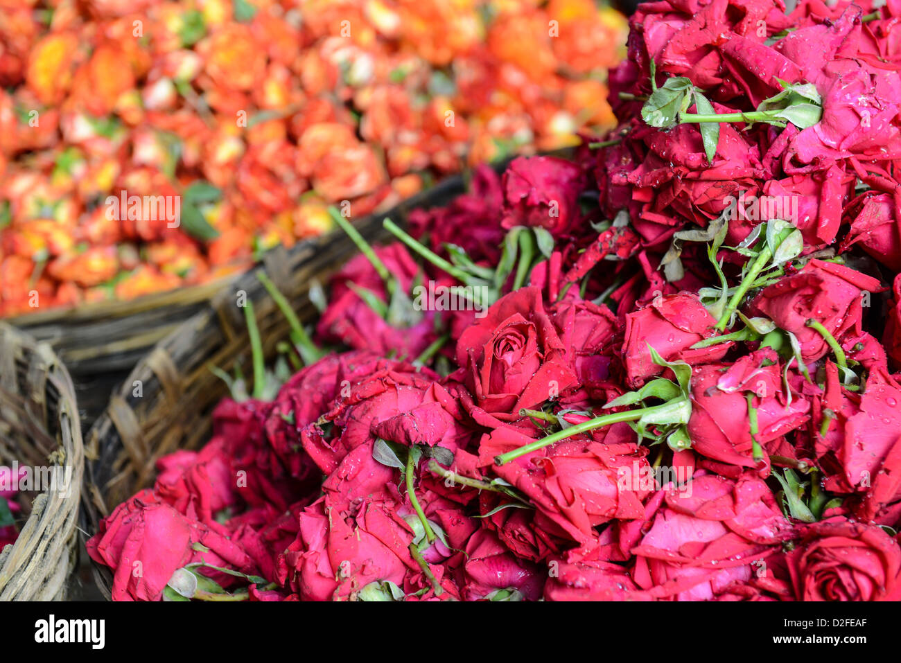 Indian roses hi-res stock photography and images - Alamy
