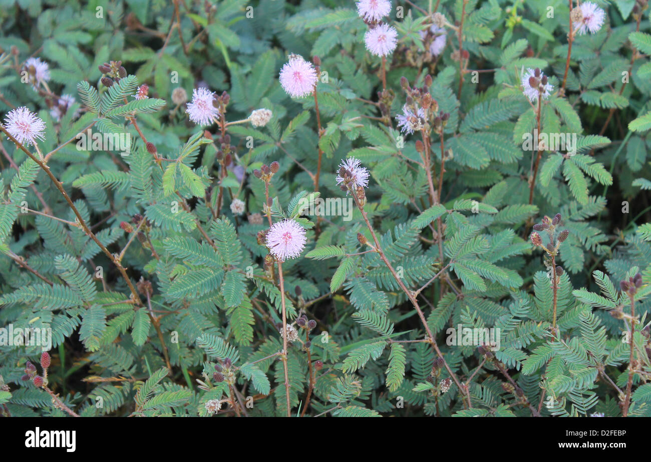 Dont touch flowers hi-res stock photography and images - Alamy