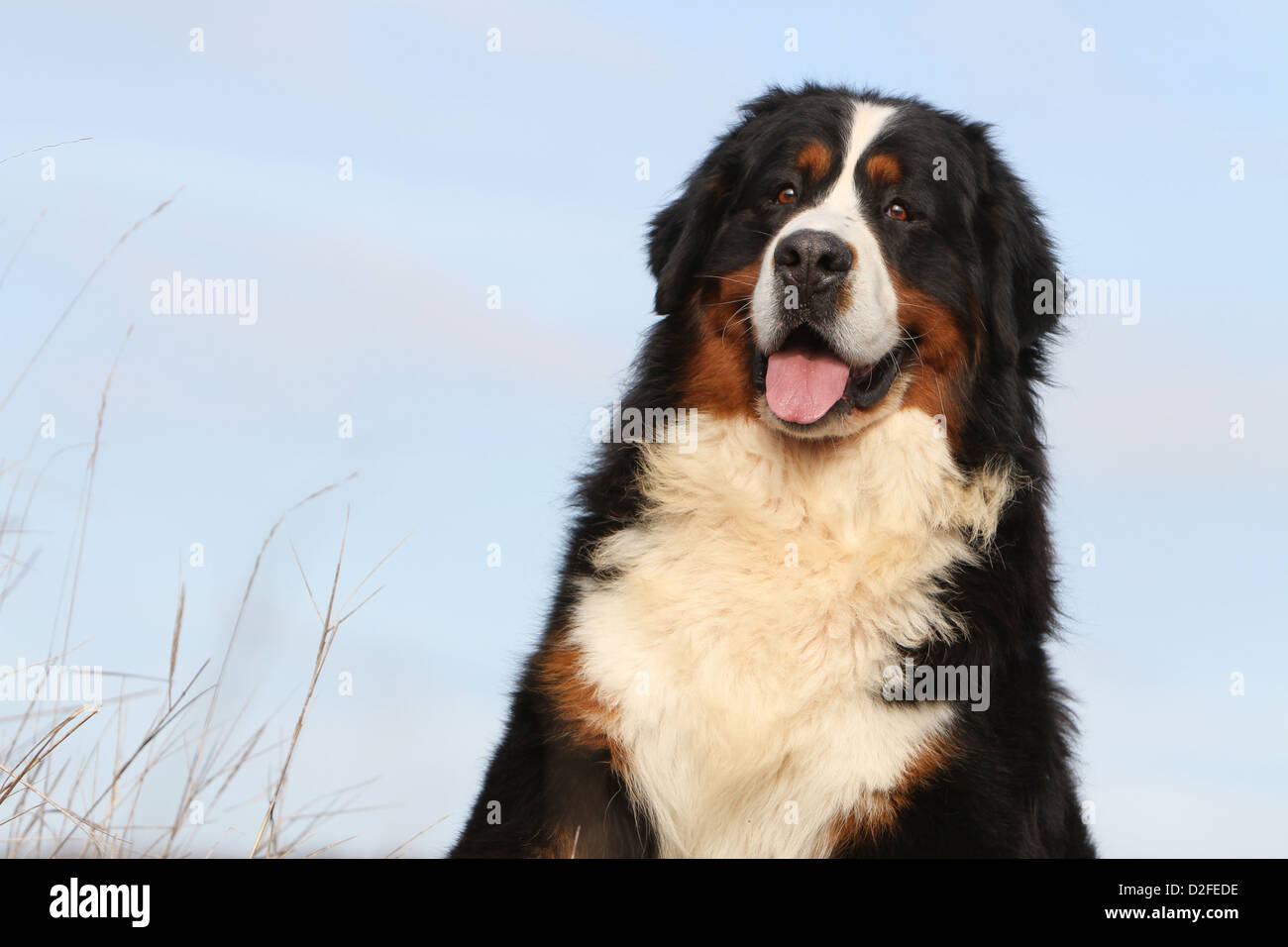Dog Bernese Mountain Dog adult portrait Stock Photo - Alamy