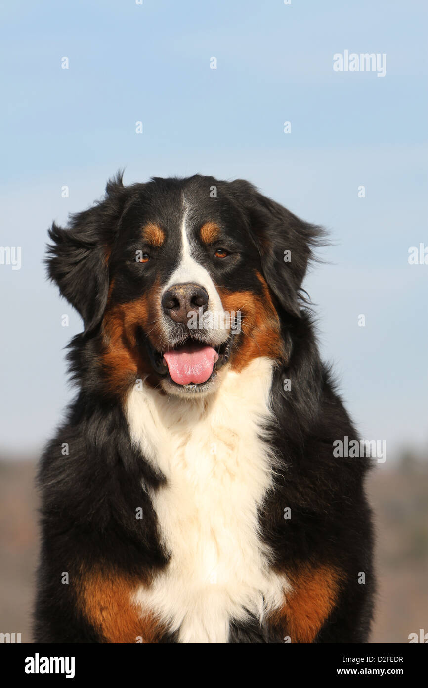 Portrait berner sennenhund hi-res stock photography and images - Alamy