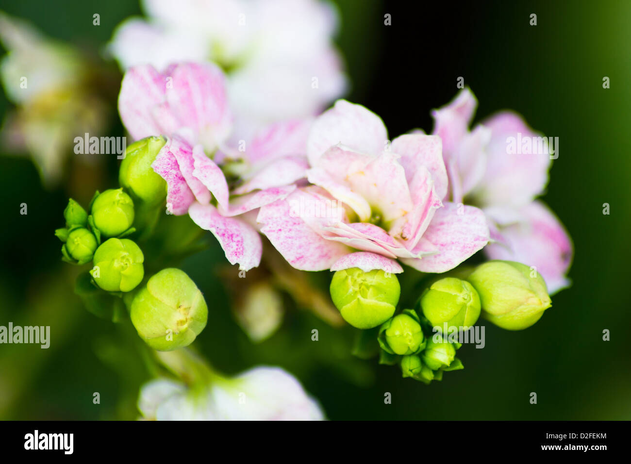 Raceme hi-res stock photography and images - Alamy