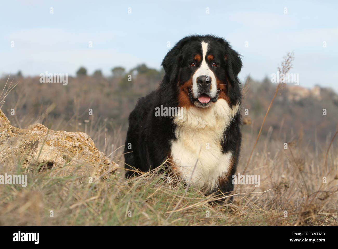 Dog Bernese Mountain Dog adult standing in a meadow Stock Photo - Alamy