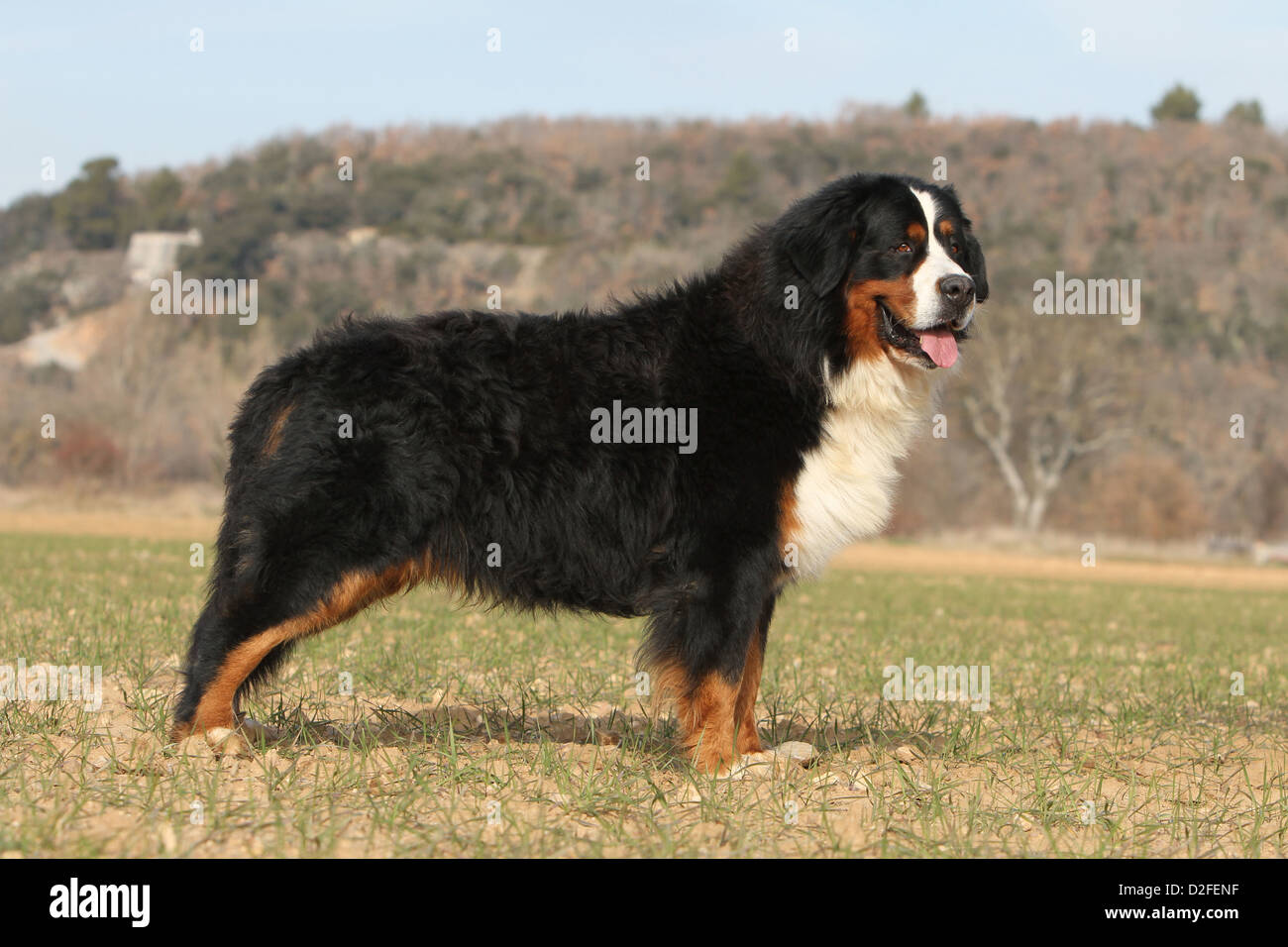 Dog Bernese Mountain Dog adult standard profile Stock Photo - Alamy