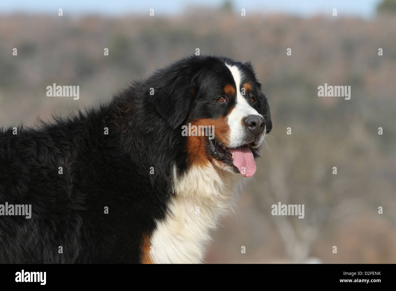 Dog Bernese Mountain Dog adult portrait profile Stock Photo - Alamy