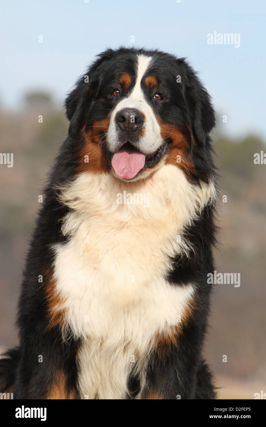 Dog Bernese Mountain Dog adult portrait Stock Photo - Alamy