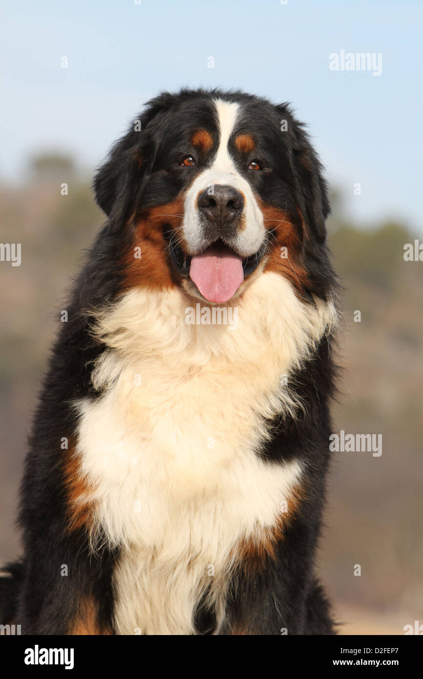 Dog Bernese Mountain Dog adult portrait Stock Photo - Alamy