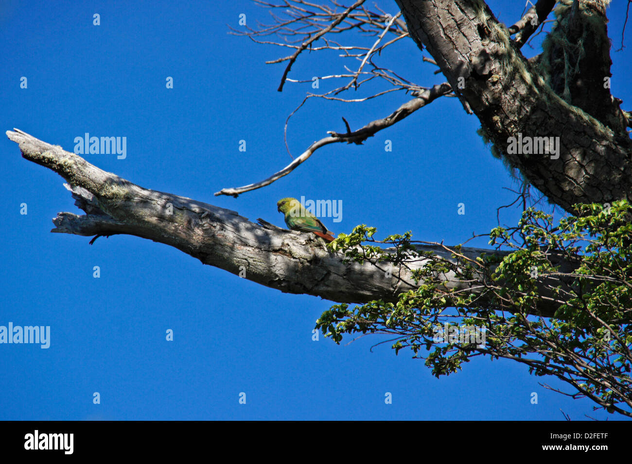 Austral conure south america hi-res stock photography and images - Alamy