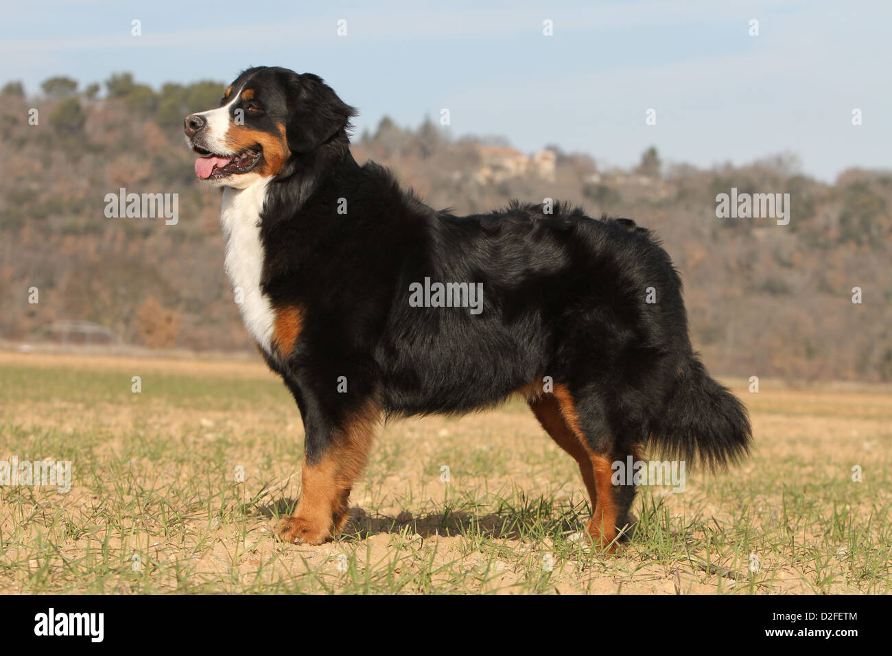 Dog Bernese Mountain Dog adult standard profile Stock Photo - Alamy