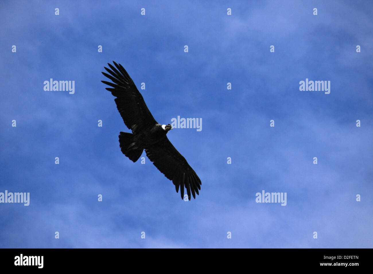 Flying condor hi-res stock photography and images - Alamy