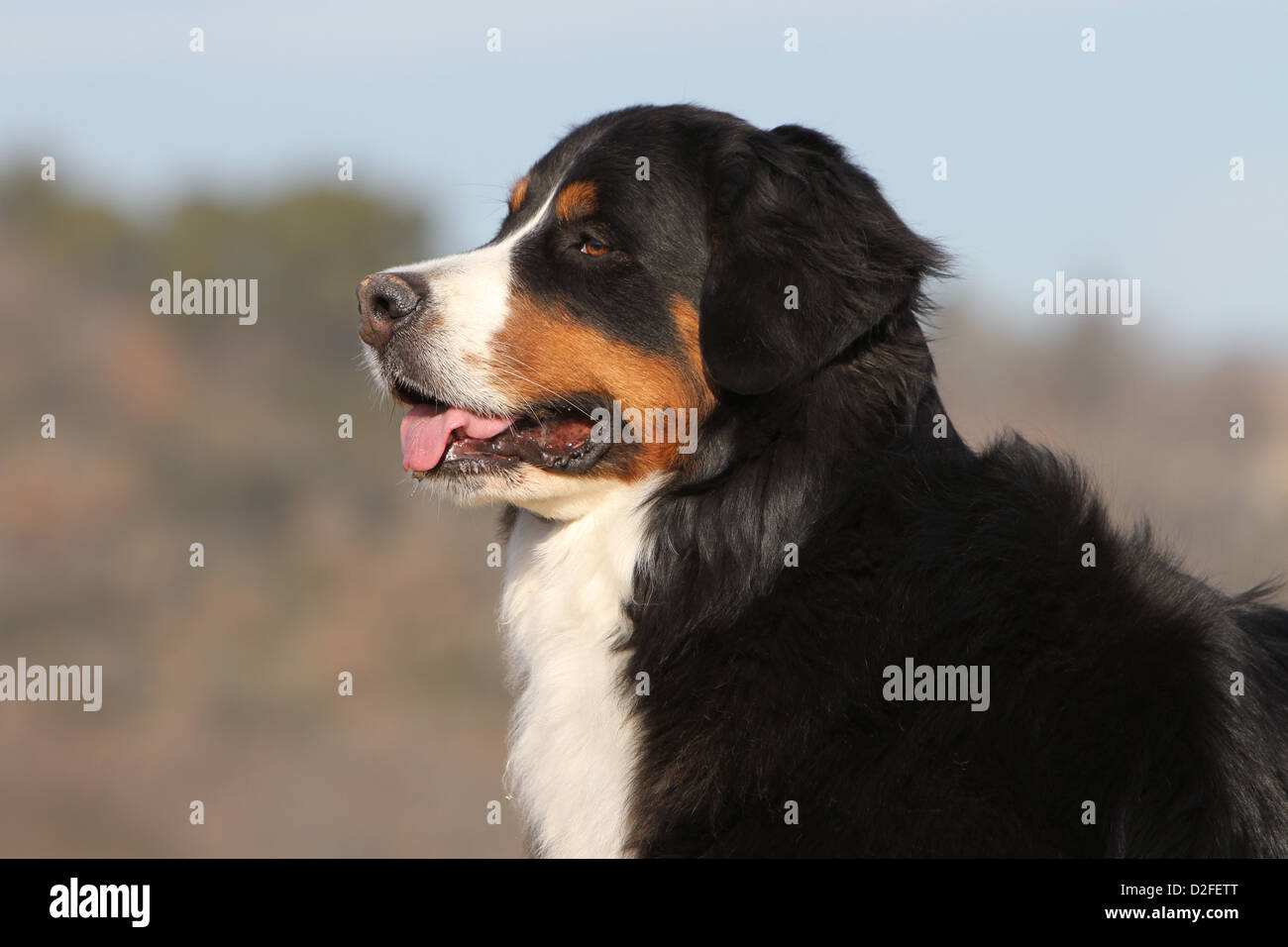 Dog Bernese Mountain Dog adult portrait profile Stock Photo - Alamy