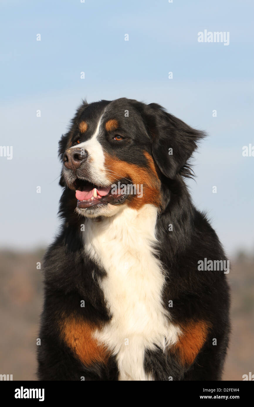 Dog Bernese Mountain Dog adult portrait profile Stock Photo - Alamy