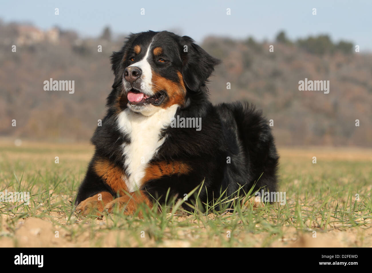 Dog Bernese Mountain Dog adult lying in a field Stock Photo - Alamy