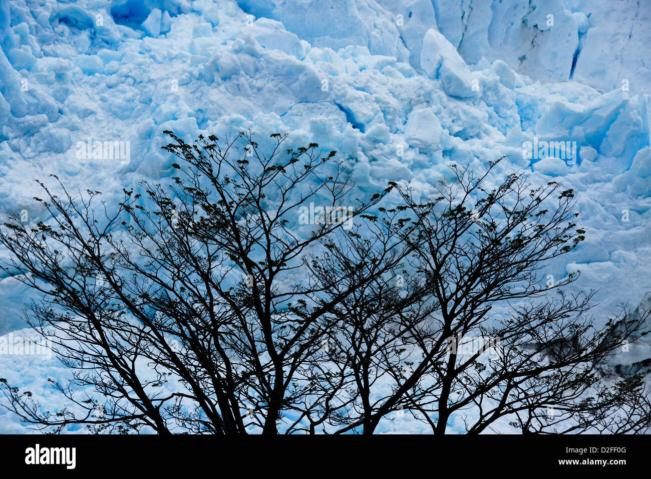 Glacial ice at toe of Perito Moreno Glacier, Los Glaciares National ...