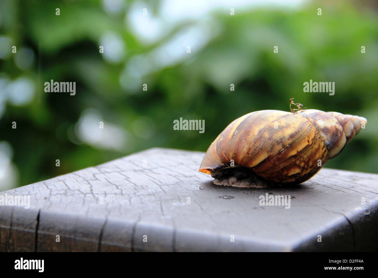 Snail in the forest Stock Photo - Alamy
