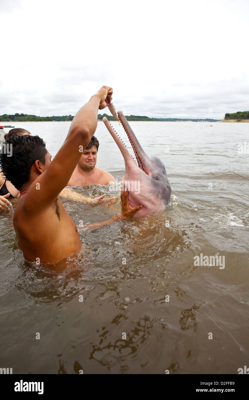 A young indigenous man feeds an Amazon river pink dolphin (Inia ...