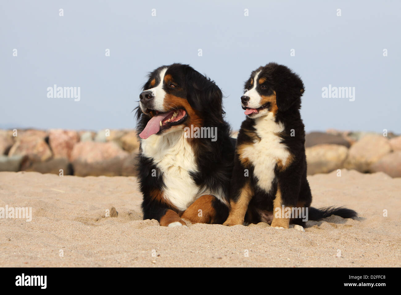 Berner sennenhund beach hi-res stock photography and images - Alamy
