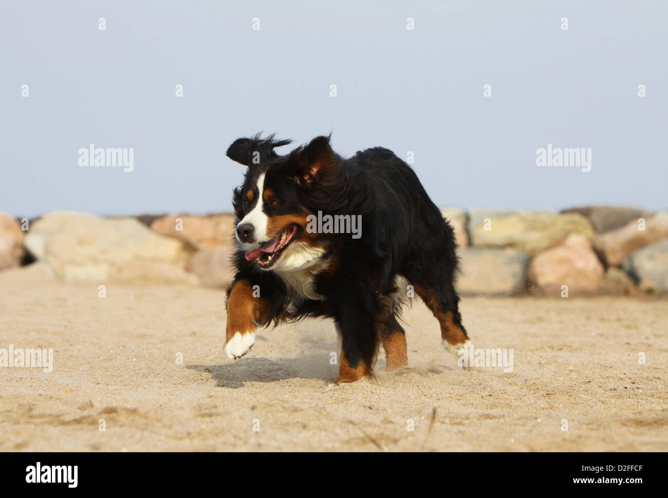 Berner sennenhund beach hi-res stock photography and images - Alamy