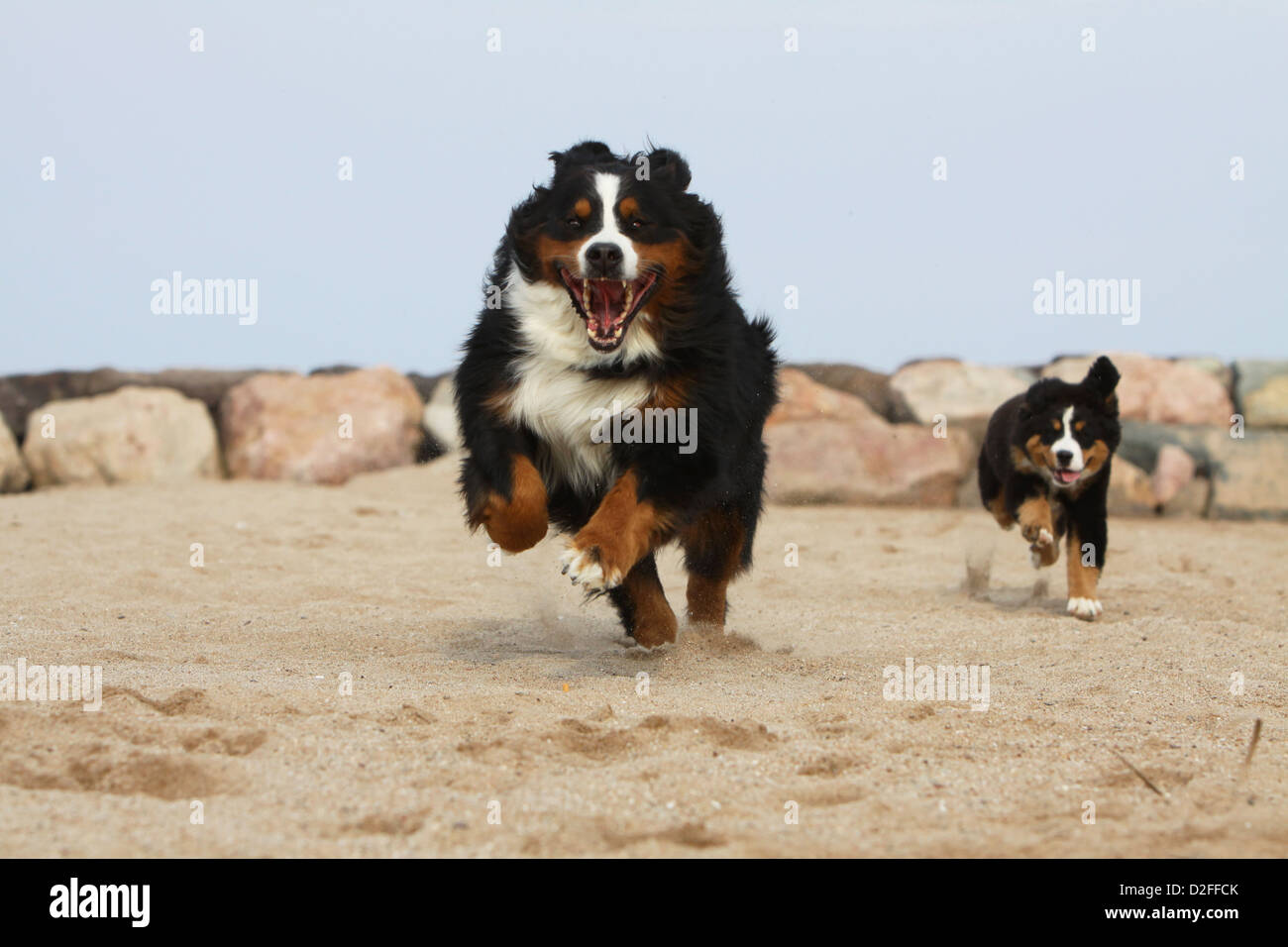 Berner sennenhund beach hi-res stock photography and images - Alamy