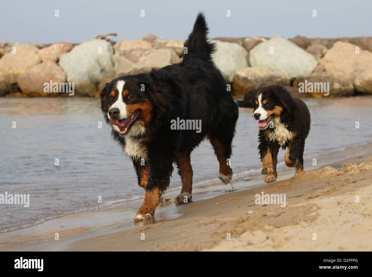 Berner sennenhund beach hi-res stock photography and images - Alamy