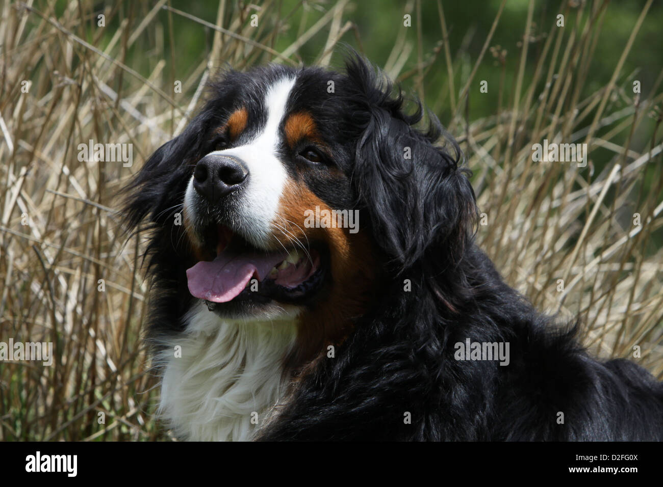Dog Bernese Mountain Dog adult portrait profile Stock Photo - Alamy