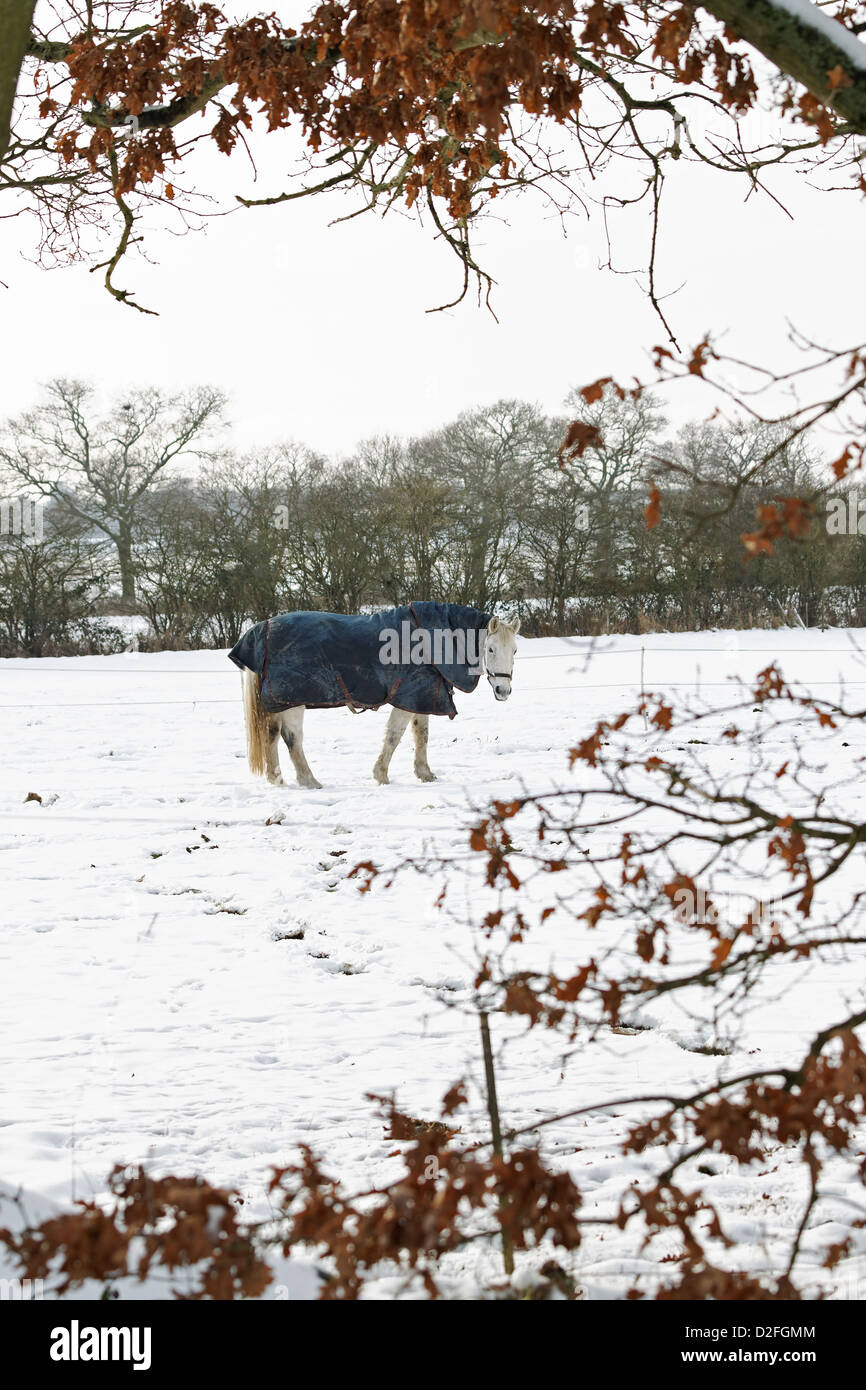 White horse grazing in a snow covered paddock, seen through a frame of ...