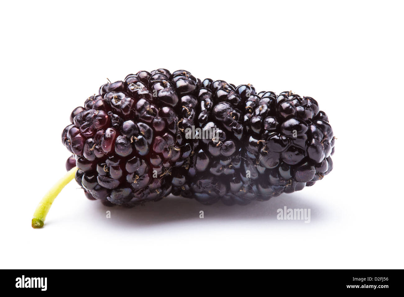 Mulberry berry close up on white background Stock Photo - Alamy