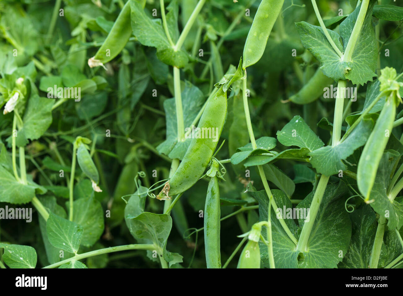 Green pea on the garden bed closeup Stock Photo - Alamy