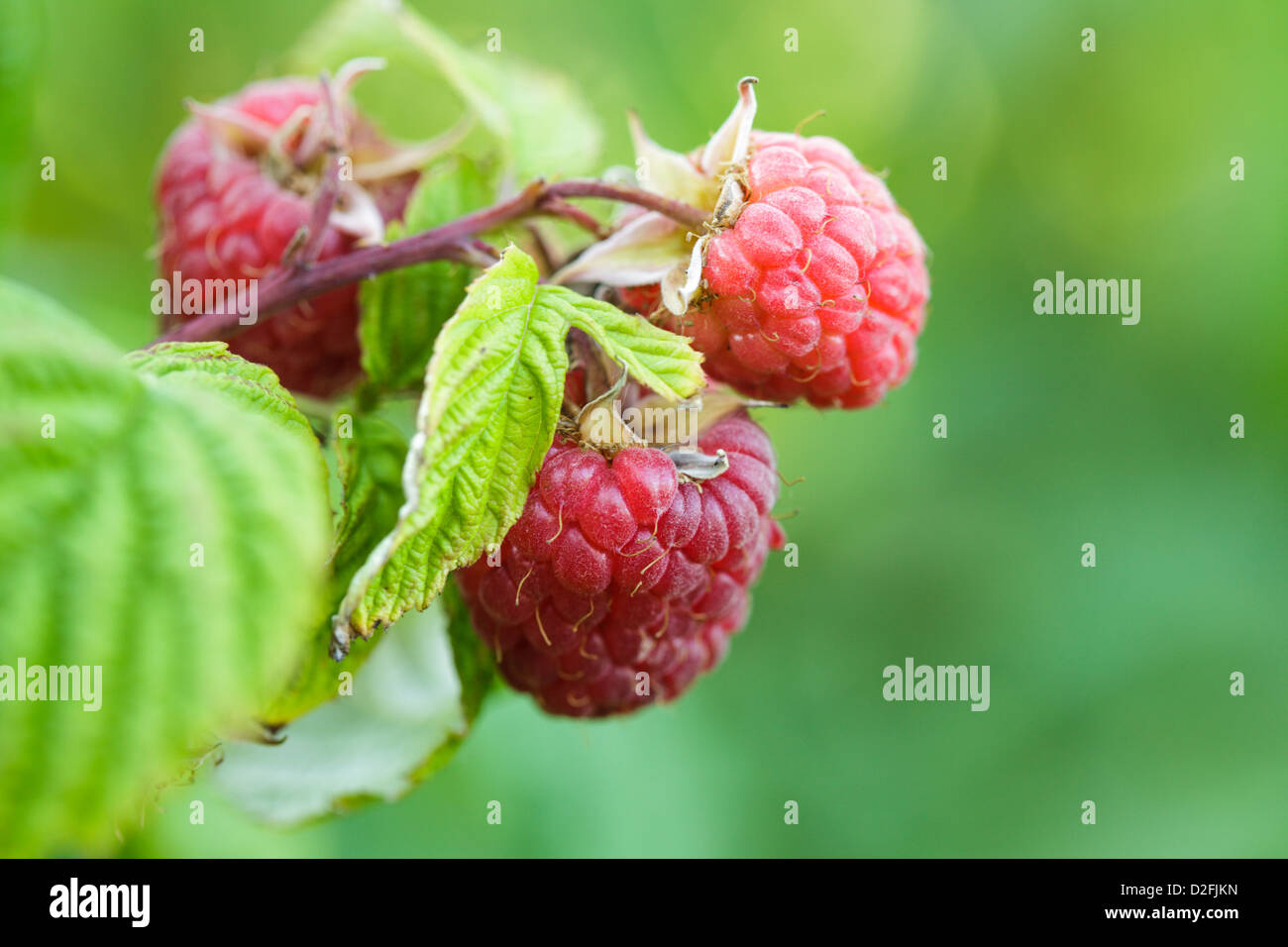 Ripe red raspberry on the branch closeup Stock Photo - Alamy