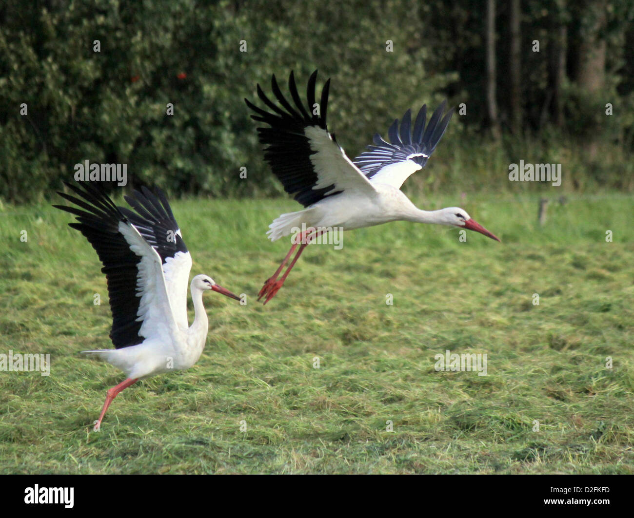 Two European White Storks (Ciconia ciconia) taking off into flight in ...