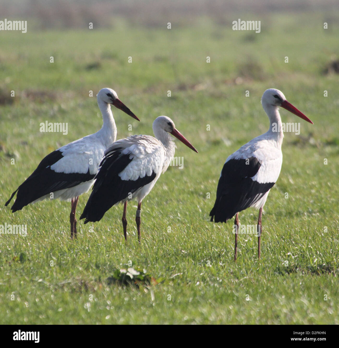 Three European White Storks (Ciconia ciconia) in a meadow Stock Photo ...