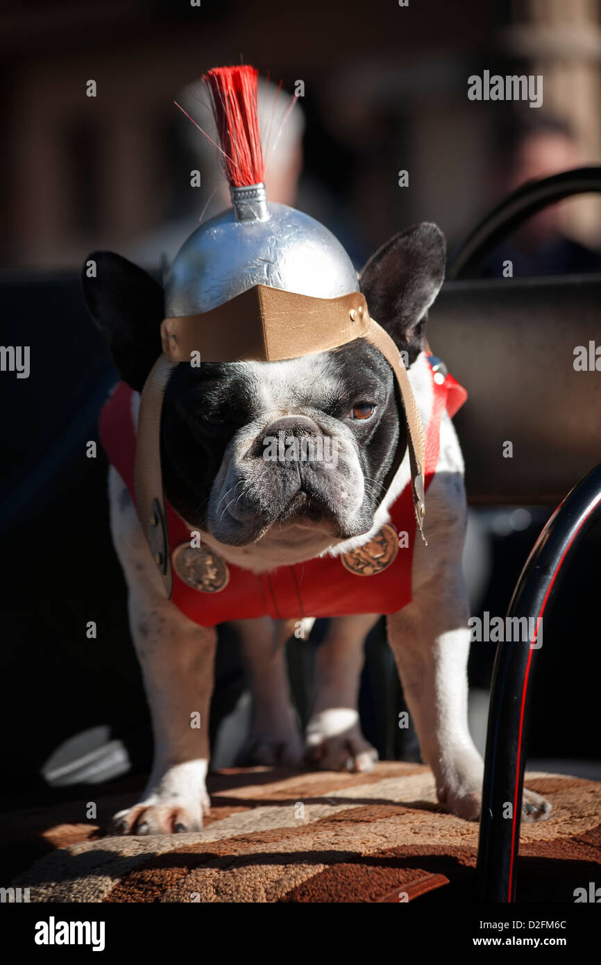 Gladiator dog hi-res stock photography and images - Alamy