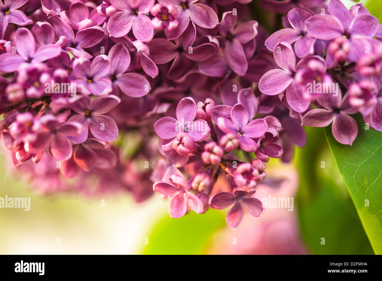 Lilac flowers close up, natural spring background Stock Photo - Alamy