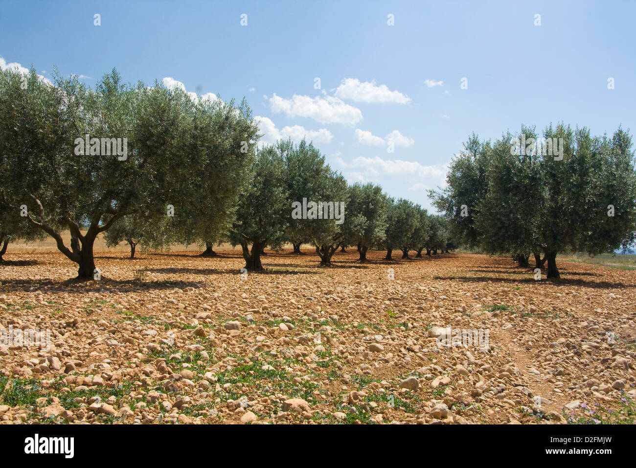 Olive trees in rows hi-res stock photography and images - Alamy