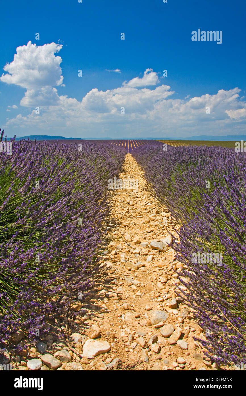 Path through lavender crop, Provence, France Stock Photo - Alamy