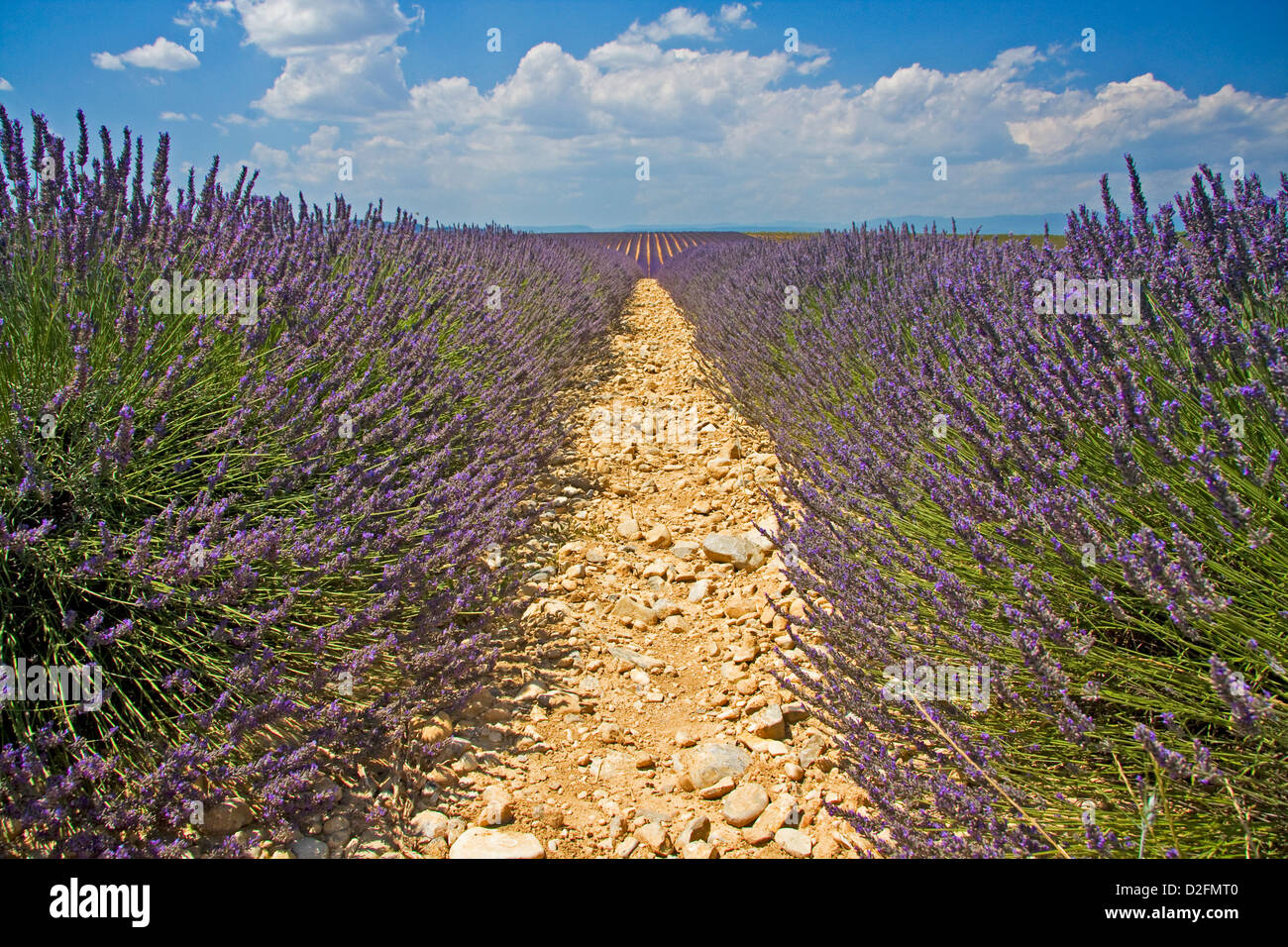 Path through lavender field, Provence, France Stock Photo - Alamy