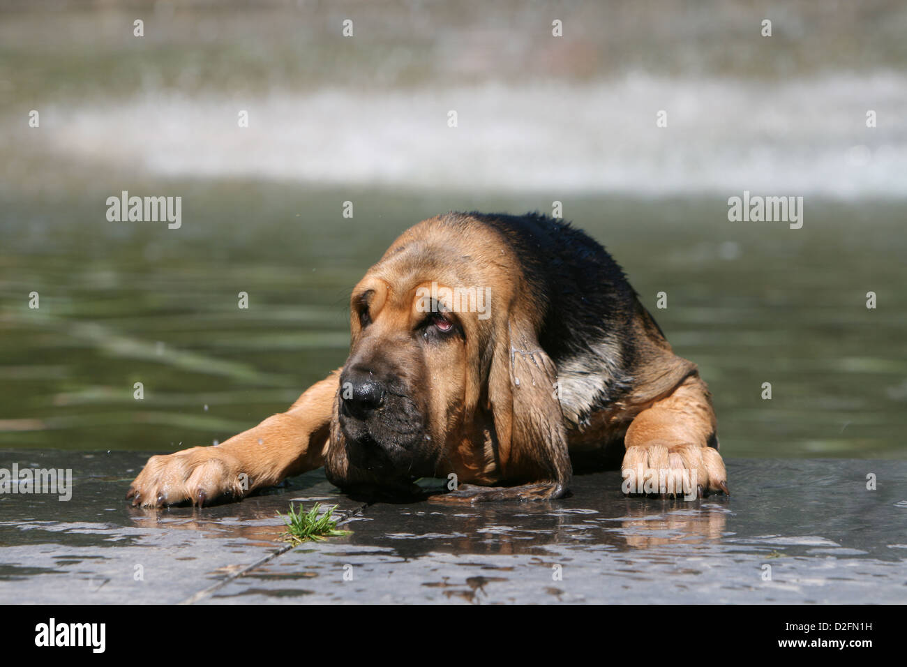 Taking the dog for a swim hi-res stock photography and images - Alamy