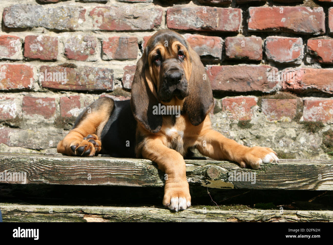 Chien de saint hubert hi-res stock photography and images - Alamy