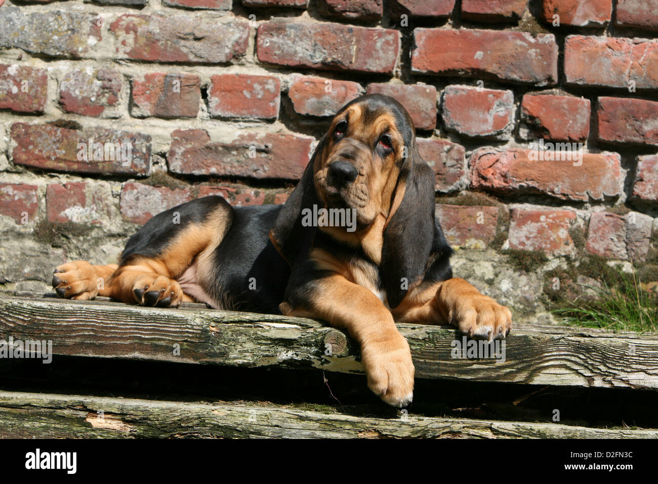 Dog Bloodhound / Chien de Saint-Hubert puppy lying down Stock Photo - Alamy