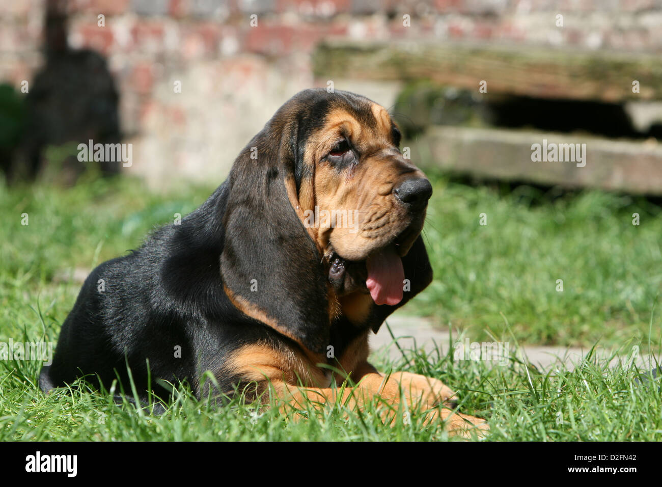 Dog Bloodhound / Chien de Saint-Hubert puppy lying in a garden Stock ...