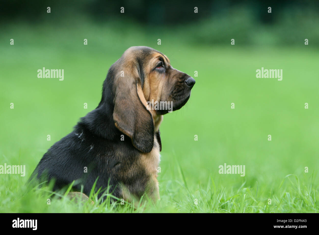 Dog Bloodhound / Chien de Saint-Hubert puppy sitting profile Stock ...