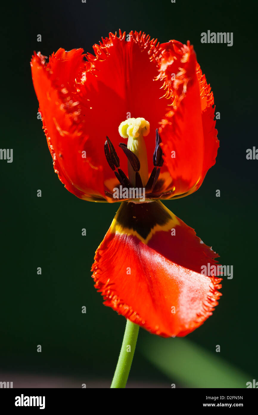 Single red tulip on dark blured background Stock Photo - Alamy