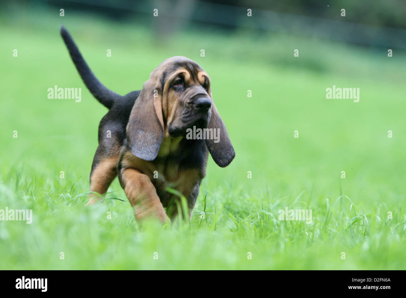 Young bloodhound st hubert hound hi-res stock photography and images ...