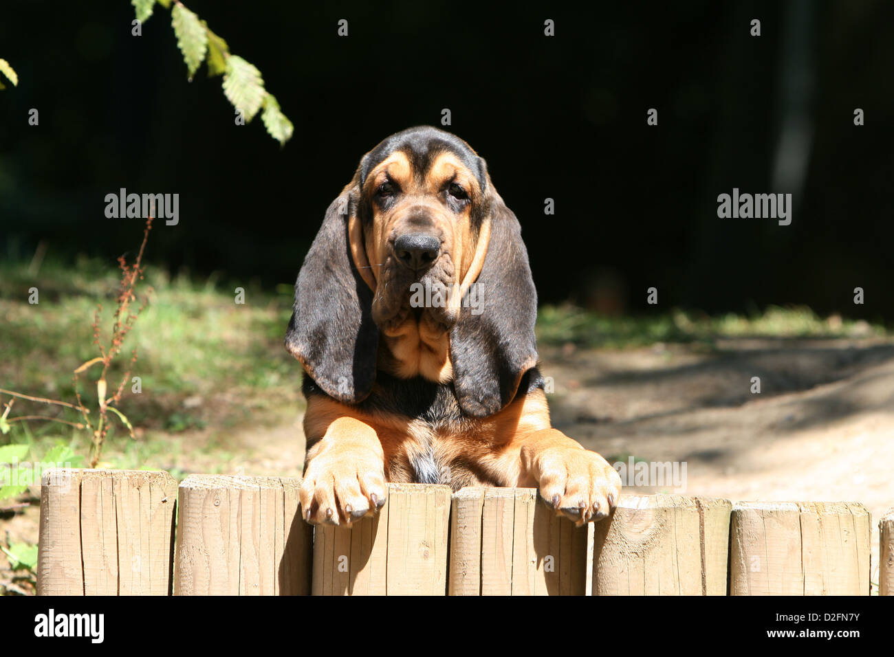 Dog Bloodhound / Chien de Saint-Hubert puppy standing on a barrier ...