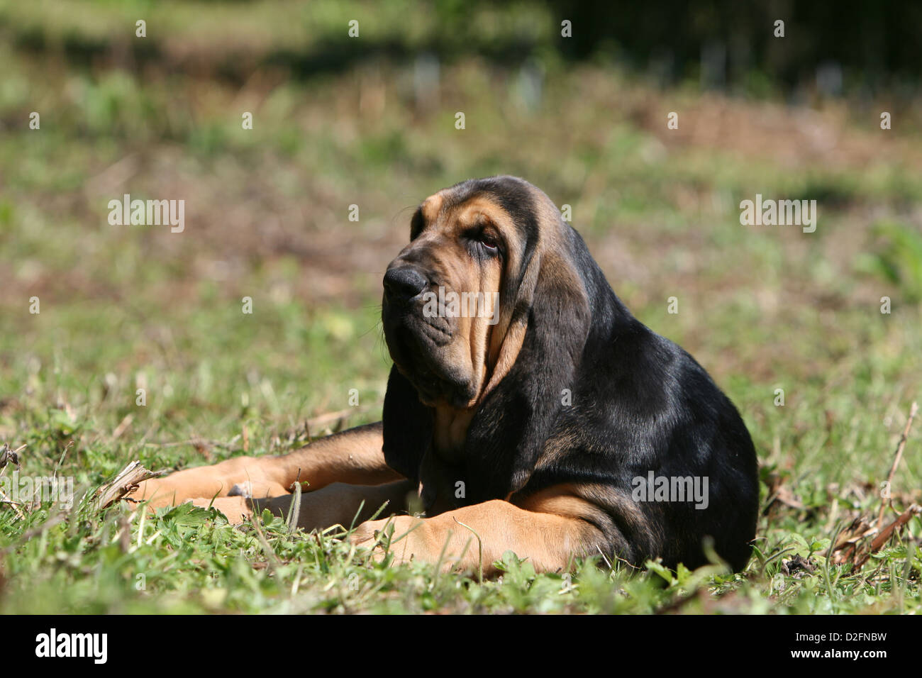 Young bloodhound st hubert hound hi-res stock photography and images ...