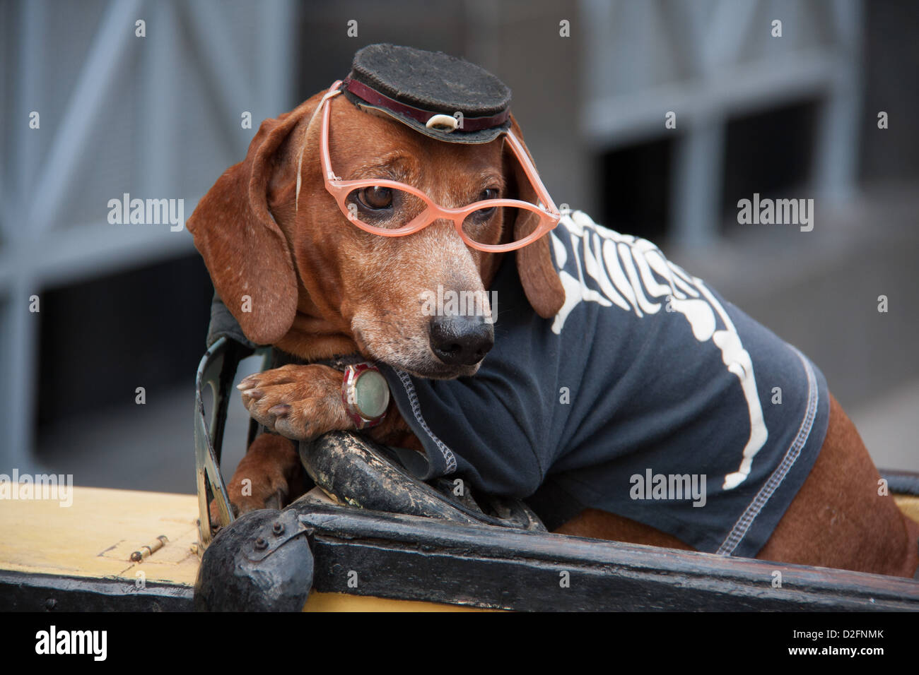 Street performing dog in Havana, Cuba Stock Photo - Alamy