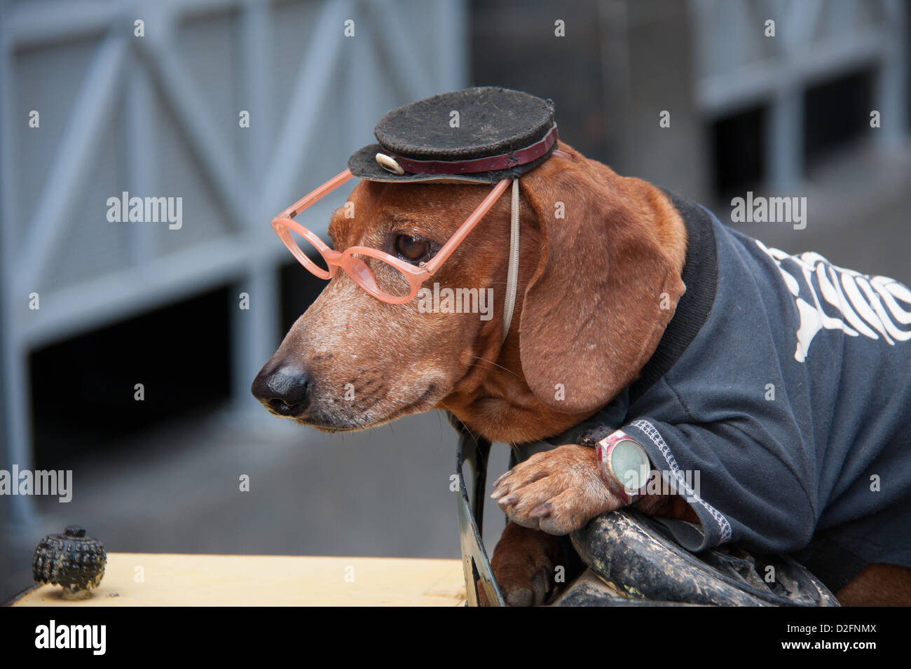 Street performing dog in Havana, Cuba Stock Photo - Alamy